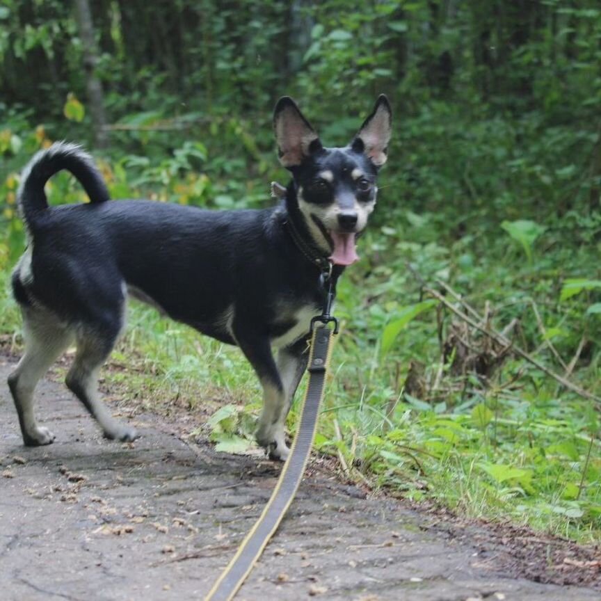 Домашние животные собаки