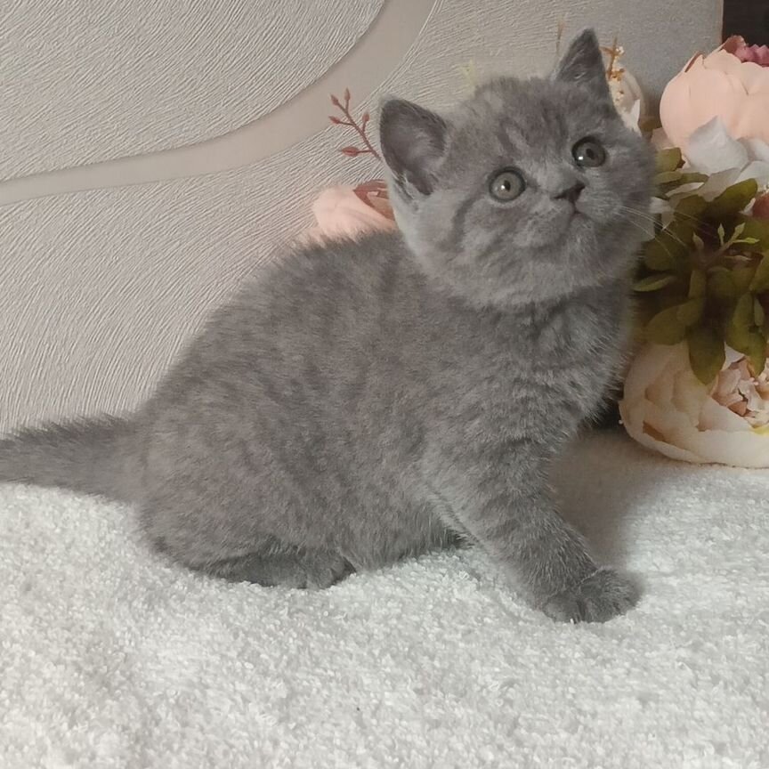 Британские котята