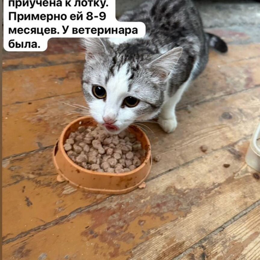 Кошка