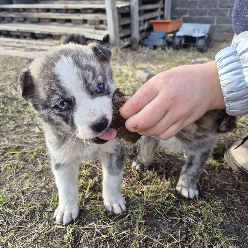 Щенки 1 месяц