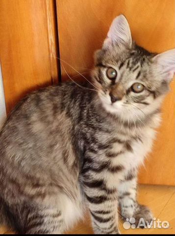 Норвежский лесной котенок Элвис 5мес привит