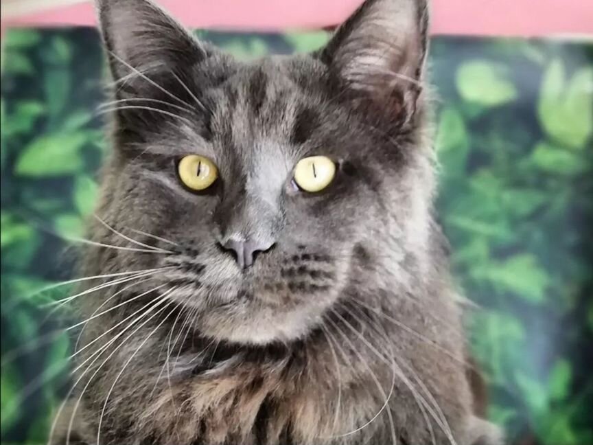 Величественные мейн-куны