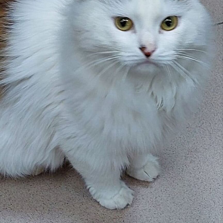 Котики бесплатно