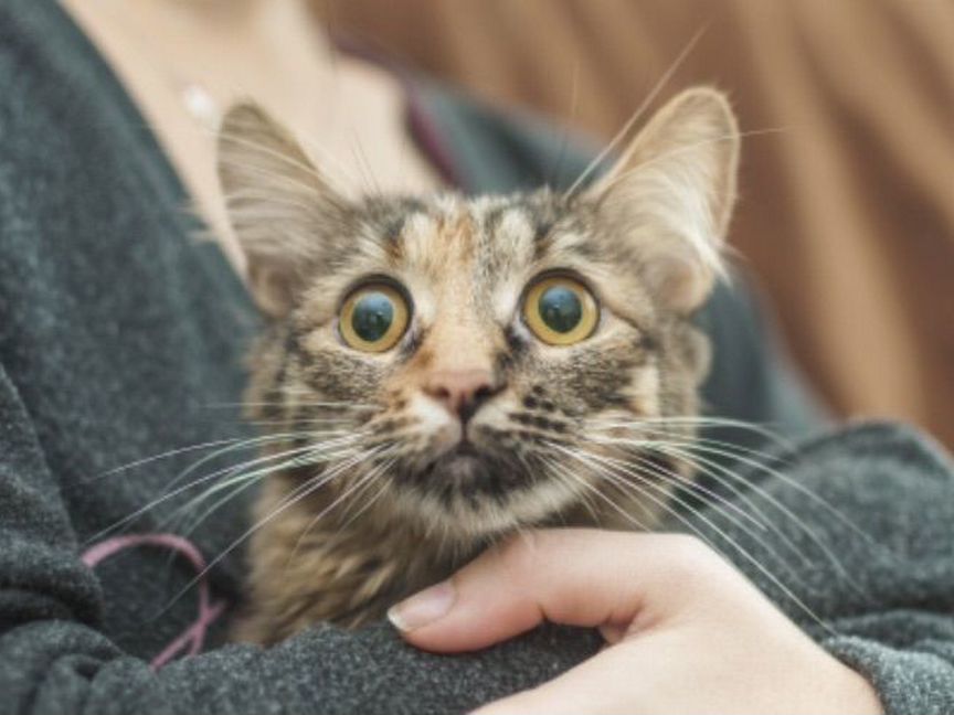 Кошечка Бекки ищет дом