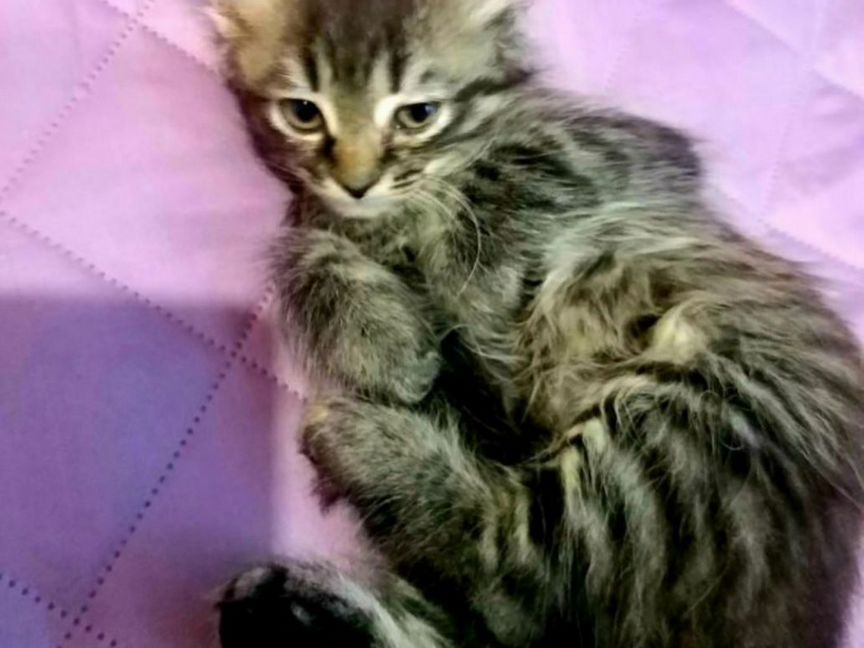 Котенок Алеся