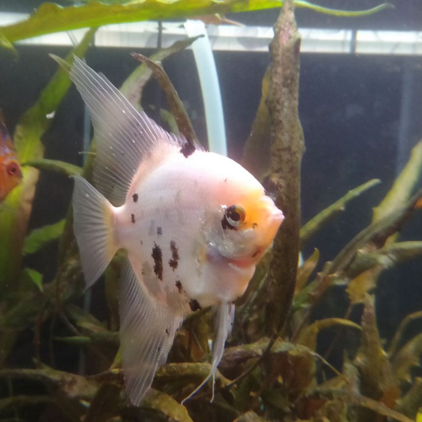 Скалярии большие