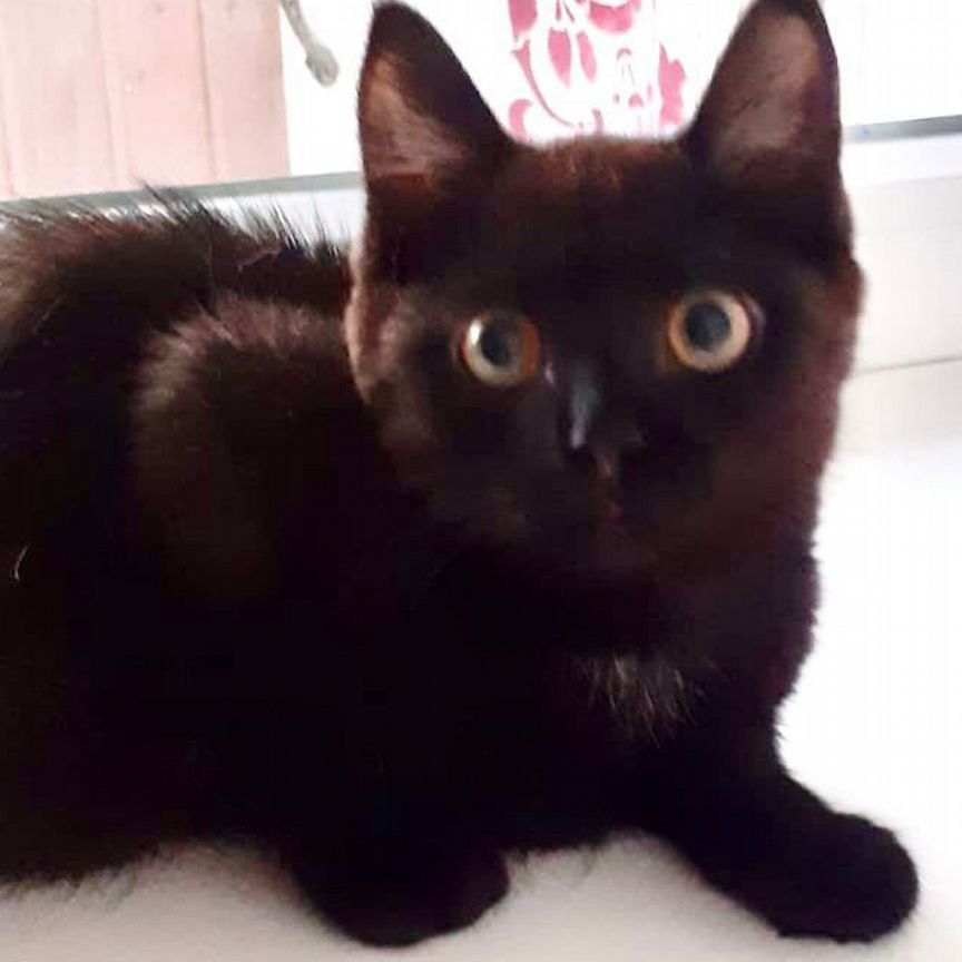 Котёнок Черничка