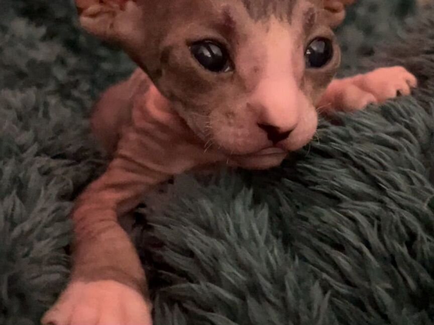 Украинский левкой