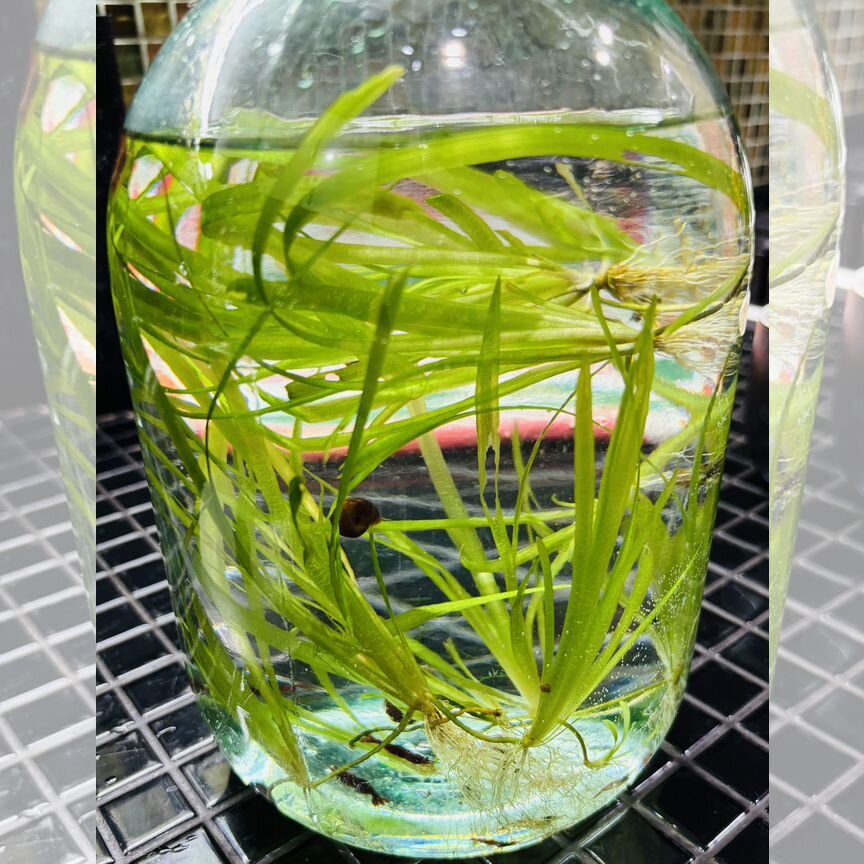 Излишки креветок и растений