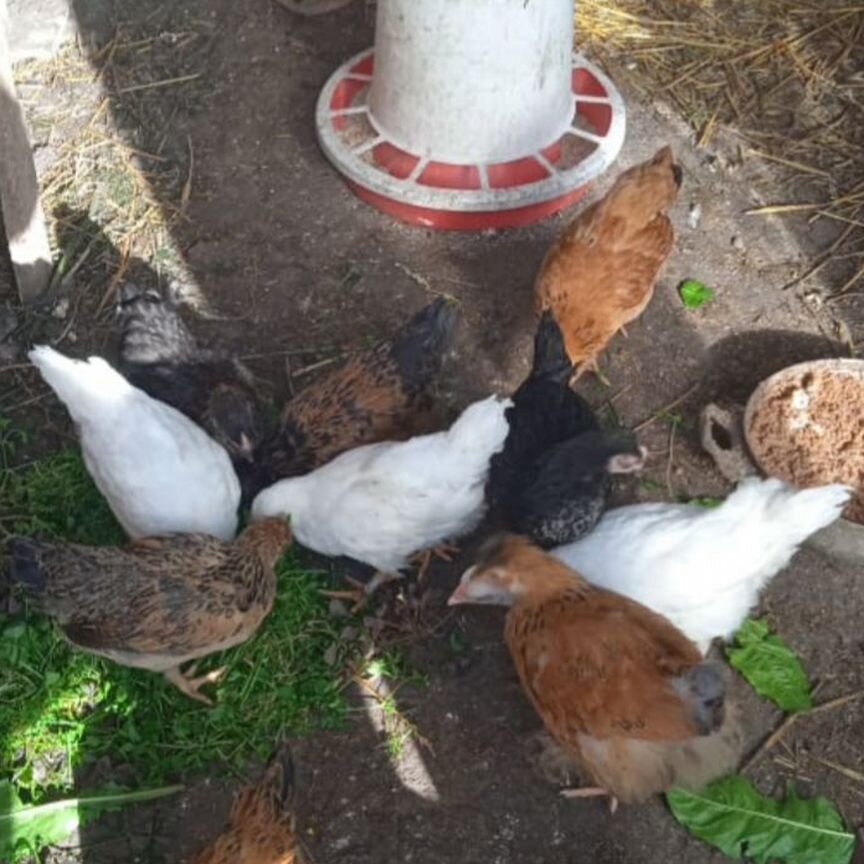 Курочки и цыплята