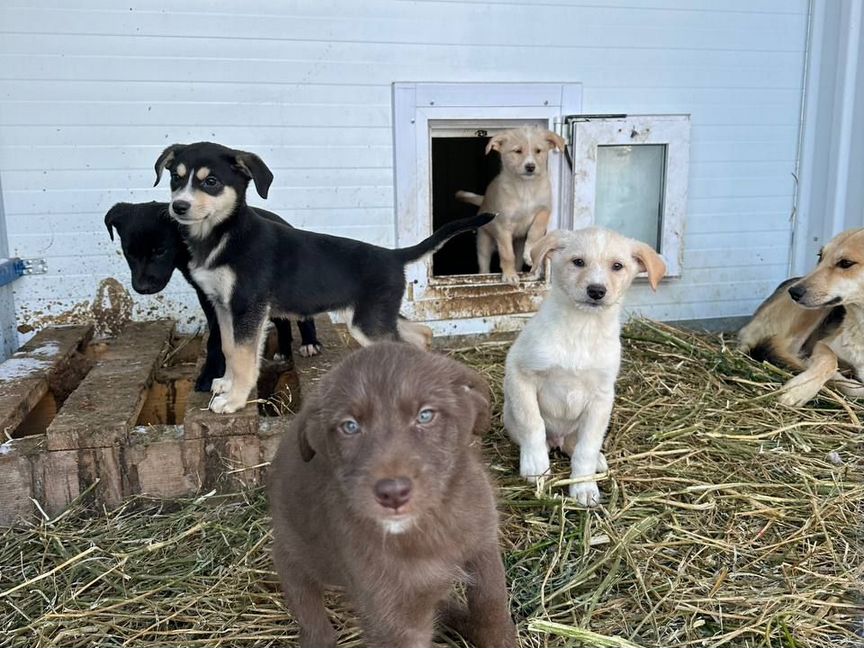 Щенки в беде. Отлов. Красивые, мамы не крупные