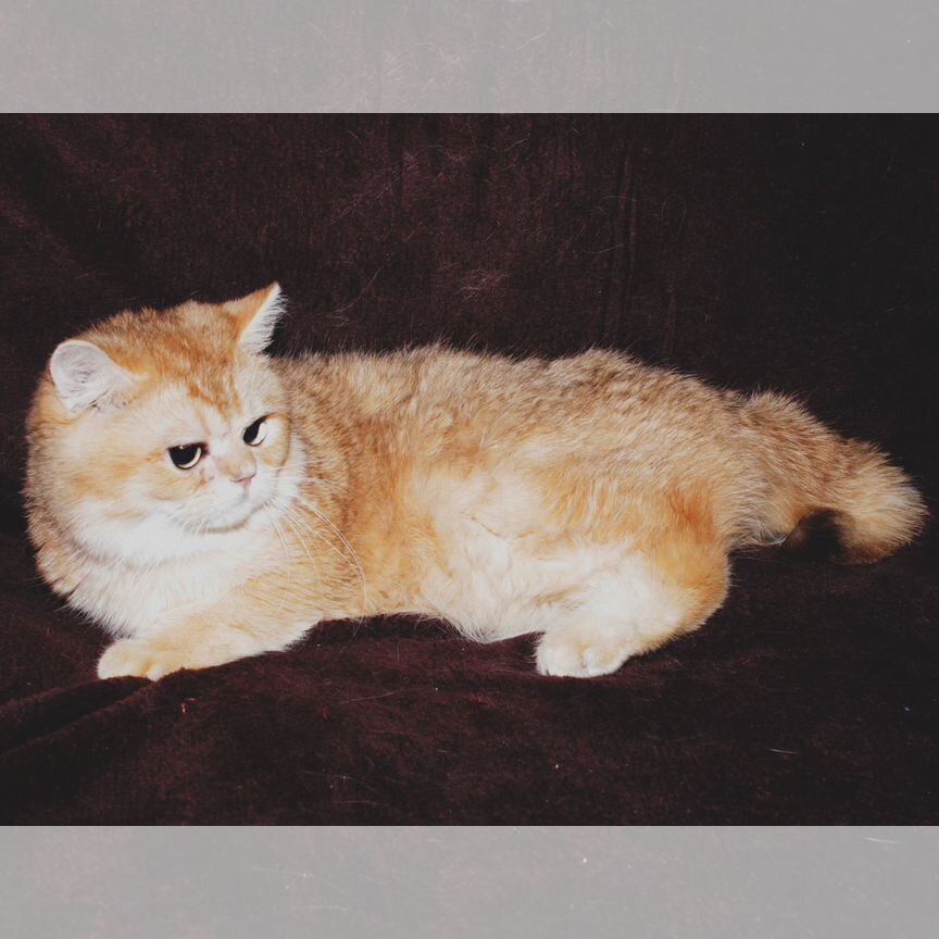 Британский короткошёрстный котёнок