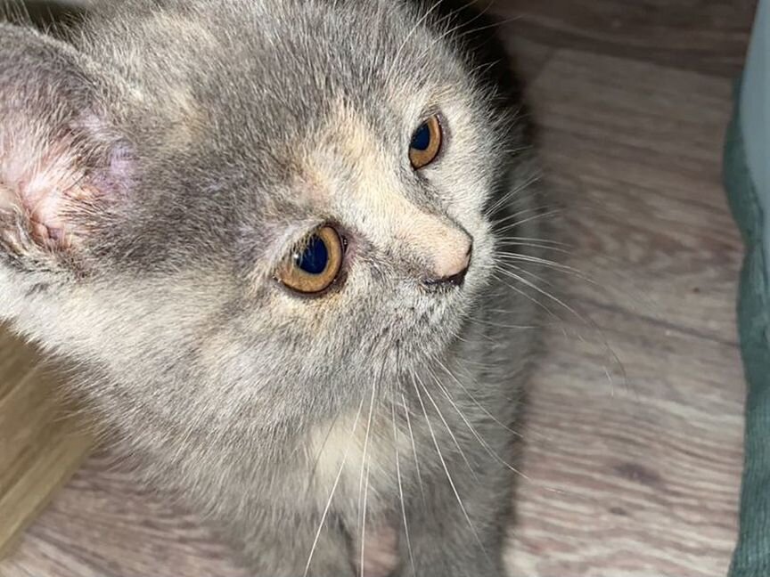 Котёнок