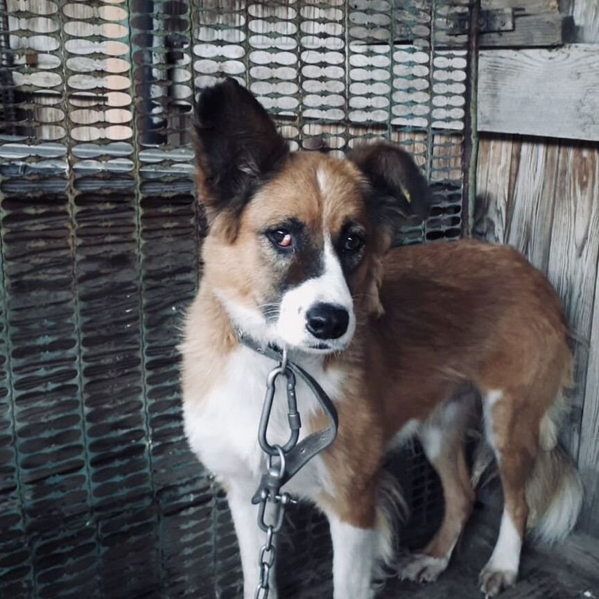 Собака в добрые руки