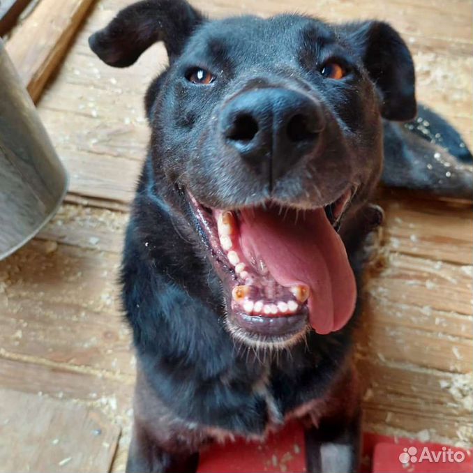 Милый и ласковый Перчик