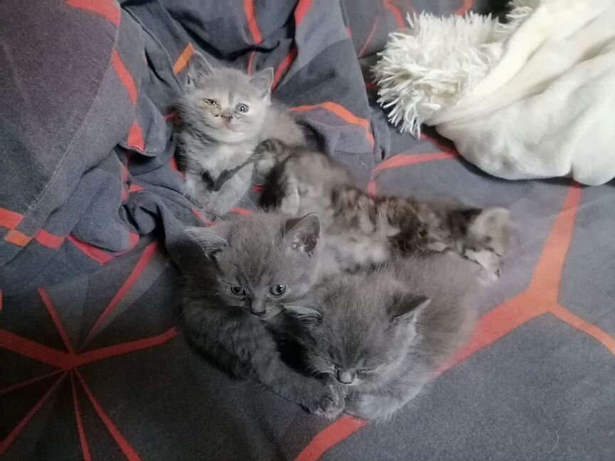 Котята в добрые руки