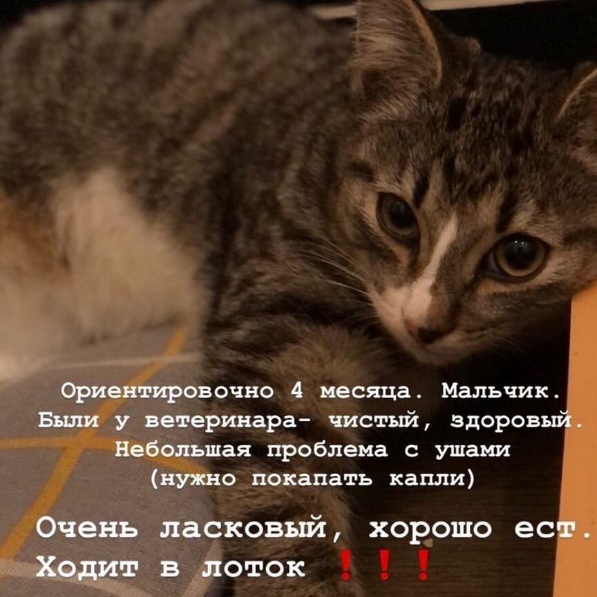 Сибирский котёнок