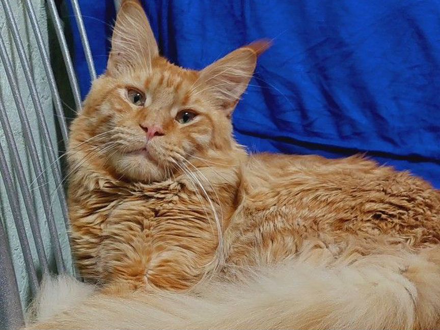 Кот Мейн-кун продажа в разведения