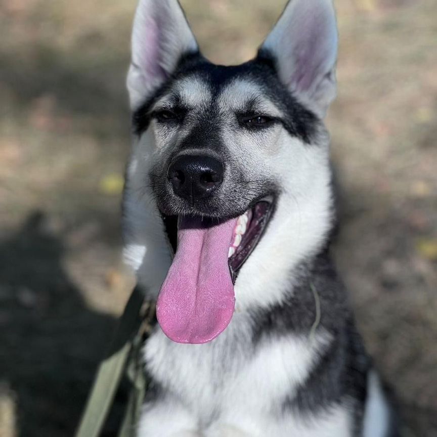 Собака Вьюга из приюта