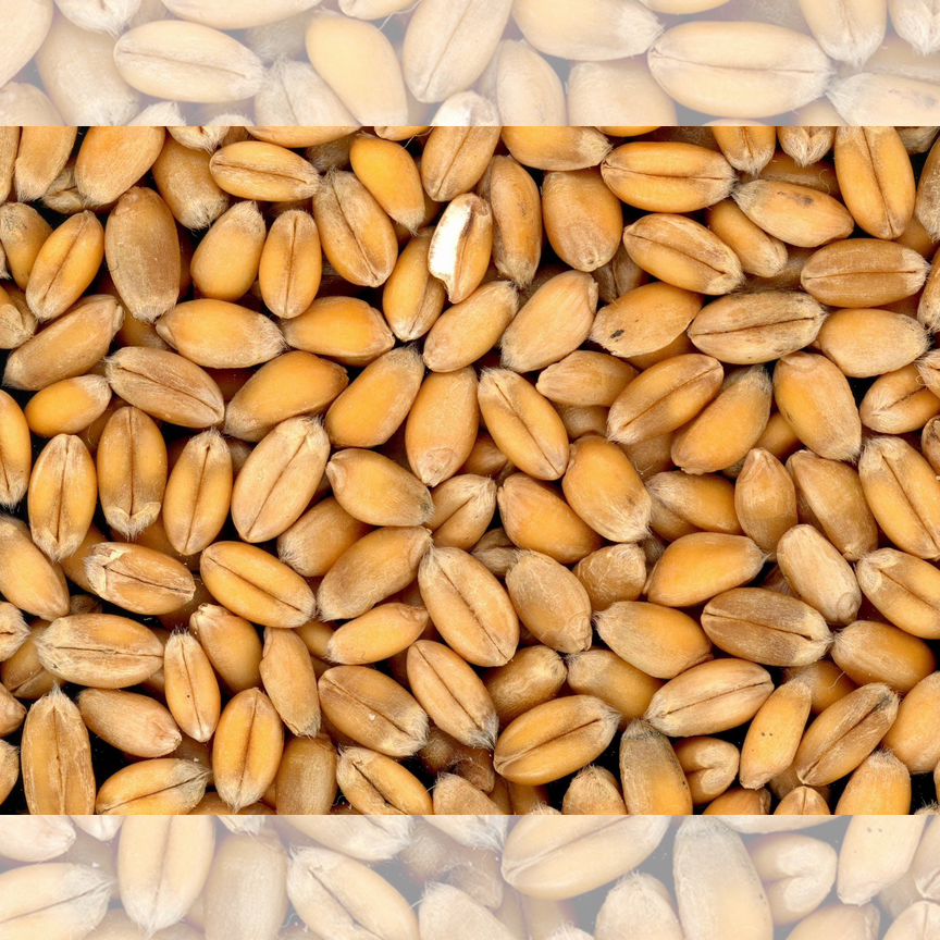 Зерно пшеница ячмень