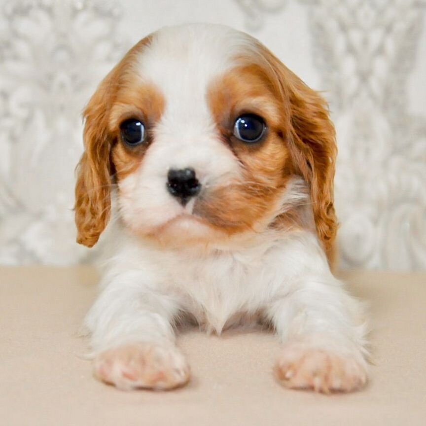 Кавалер кинг чарльз спаниель мальчик с изюминкой