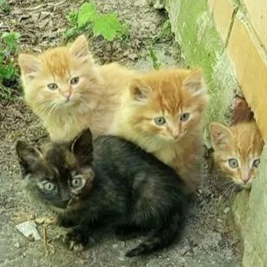 Котёнок в добрые руки