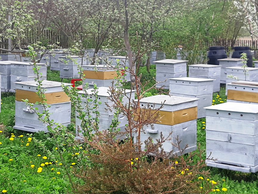 Интернет-магазин по реализации ульев для пчел