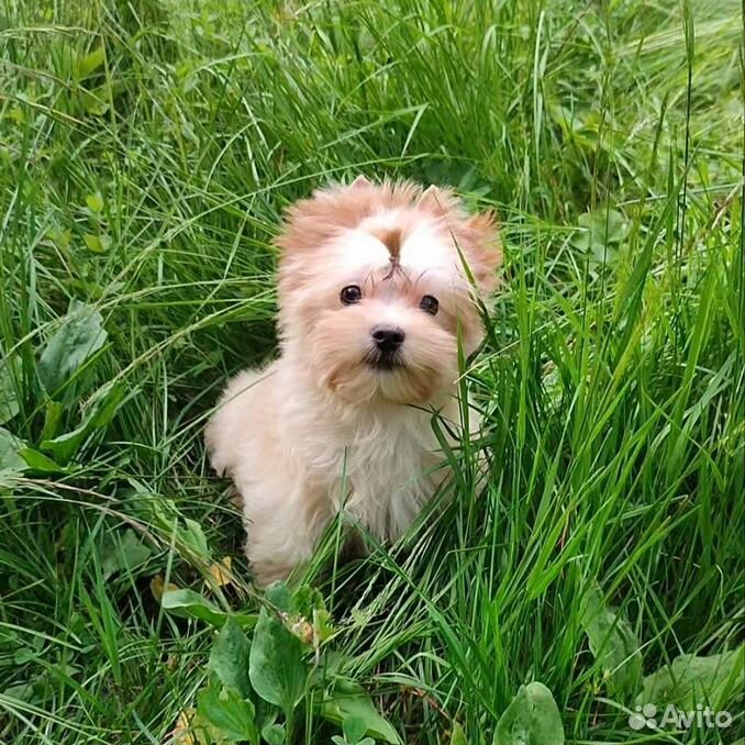 Мальчик красавчик Цветного йорка