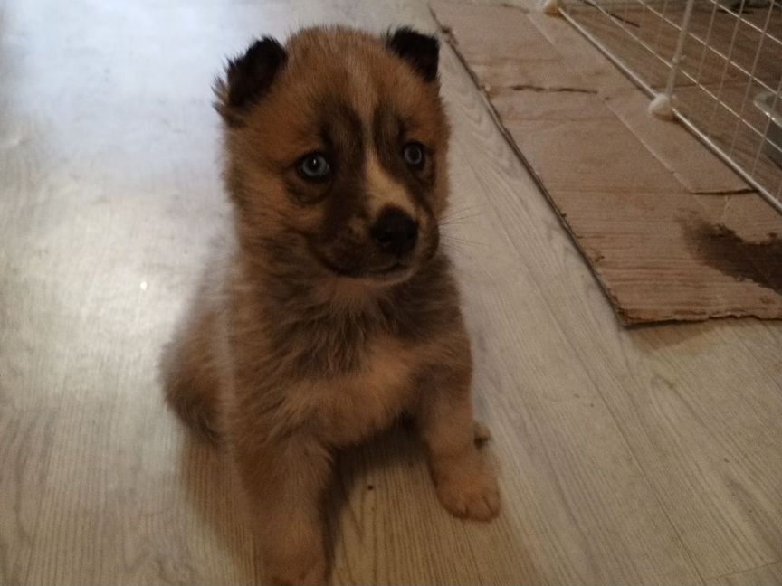 Отдам в добрые руки, маленькие хаски