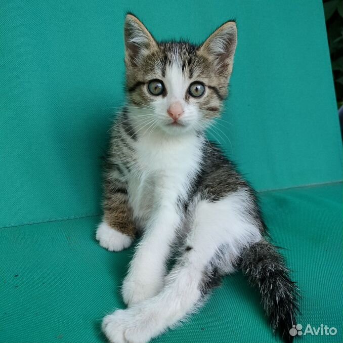 Отдам котенка в добрые руки,мальчик с доставкой)