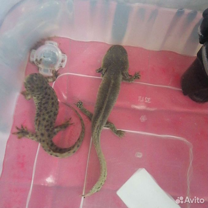 Аксолотль с аквариумом