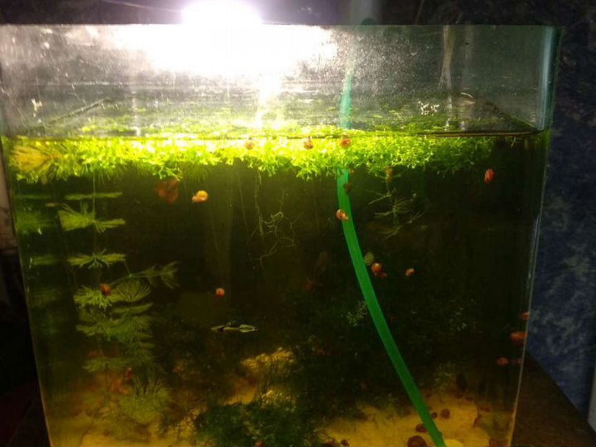 Разные литые Аквариумы