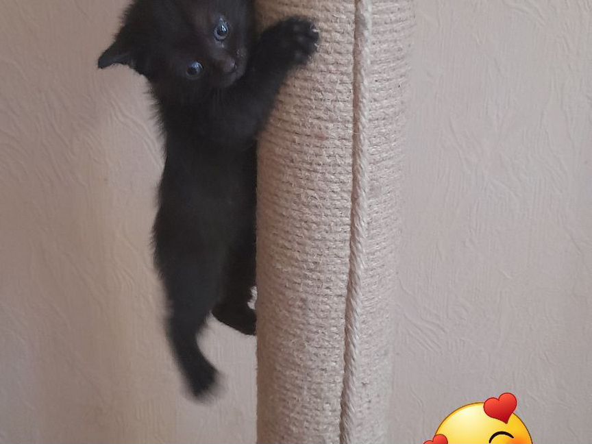 Тим котёнок 1,5 месяца