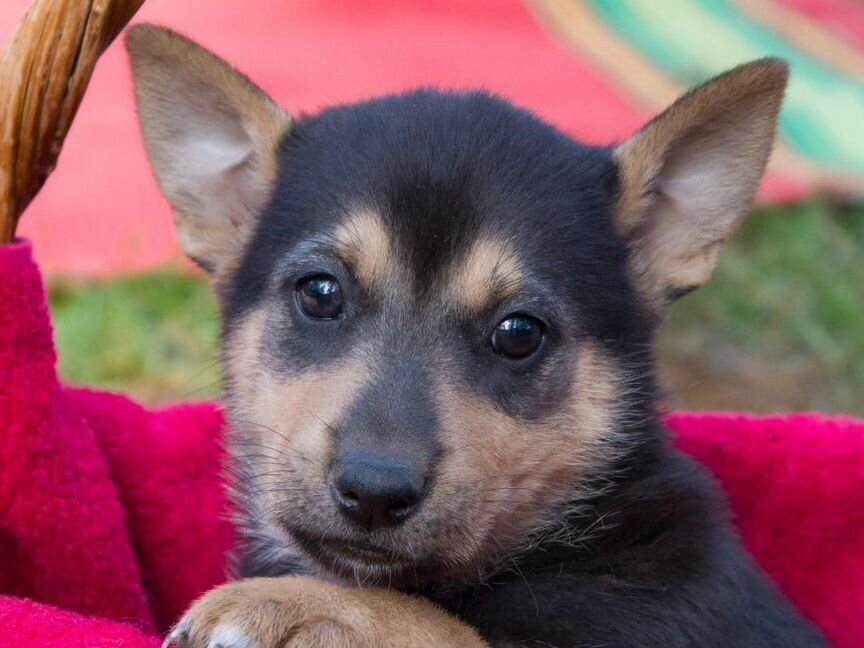 Щенок Бусинка ищет дом