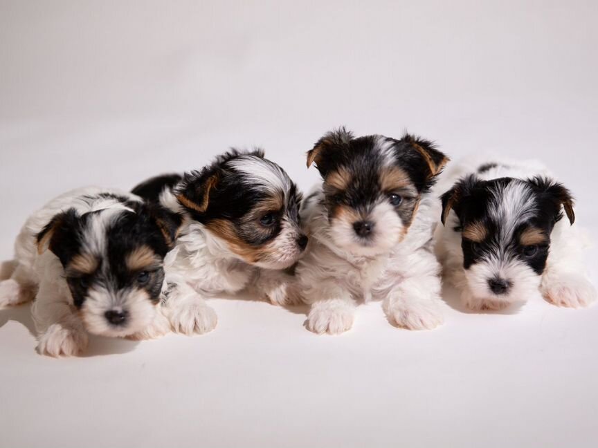 Щенки бивер йорка