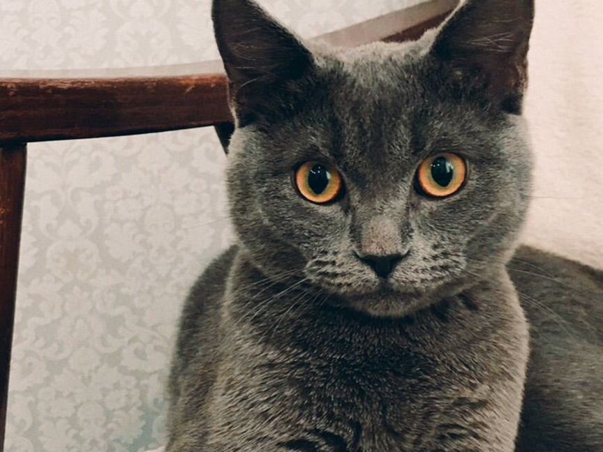 Шотланский котенок