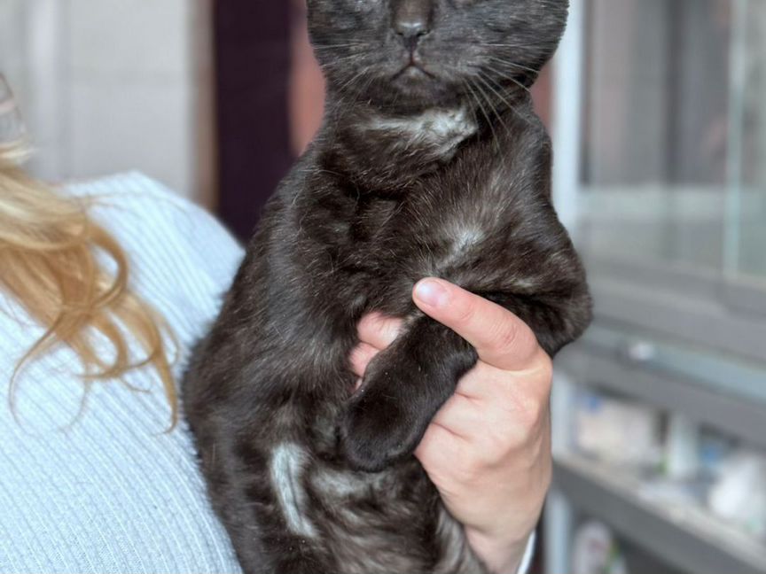 Кот пиксель в добрые ручки