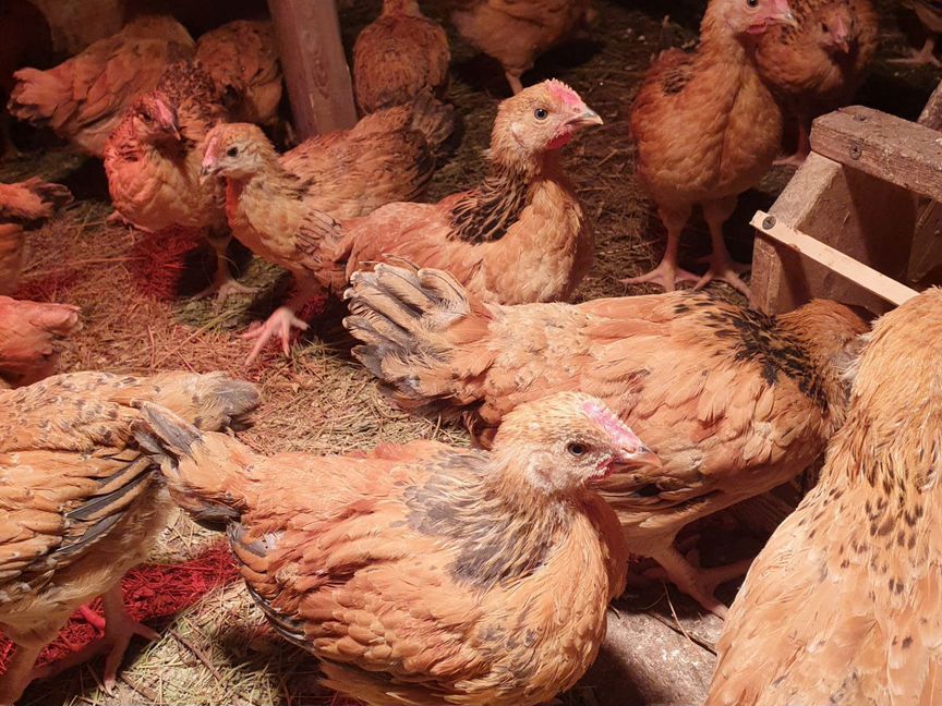 Цыплята 1.5месячные Кученские юбилейные