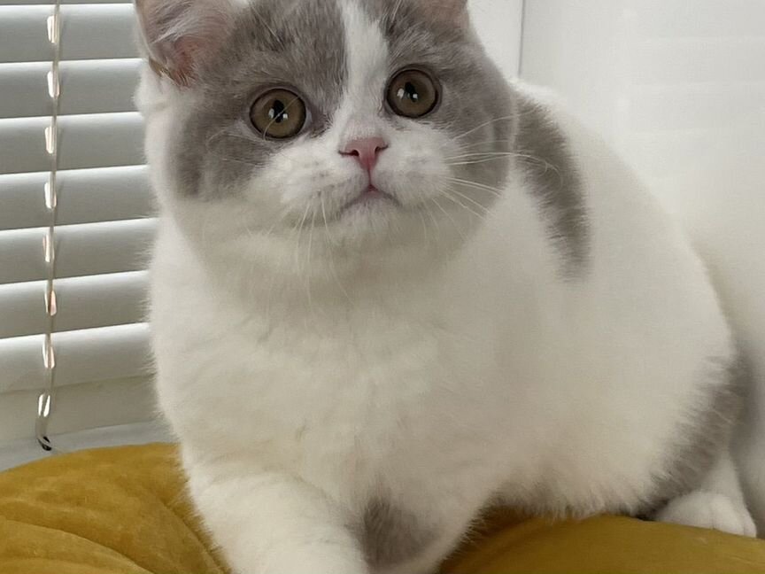 Британский котик