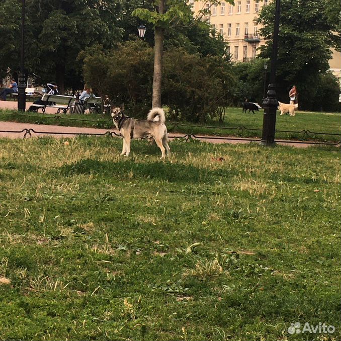 Собака в опасности