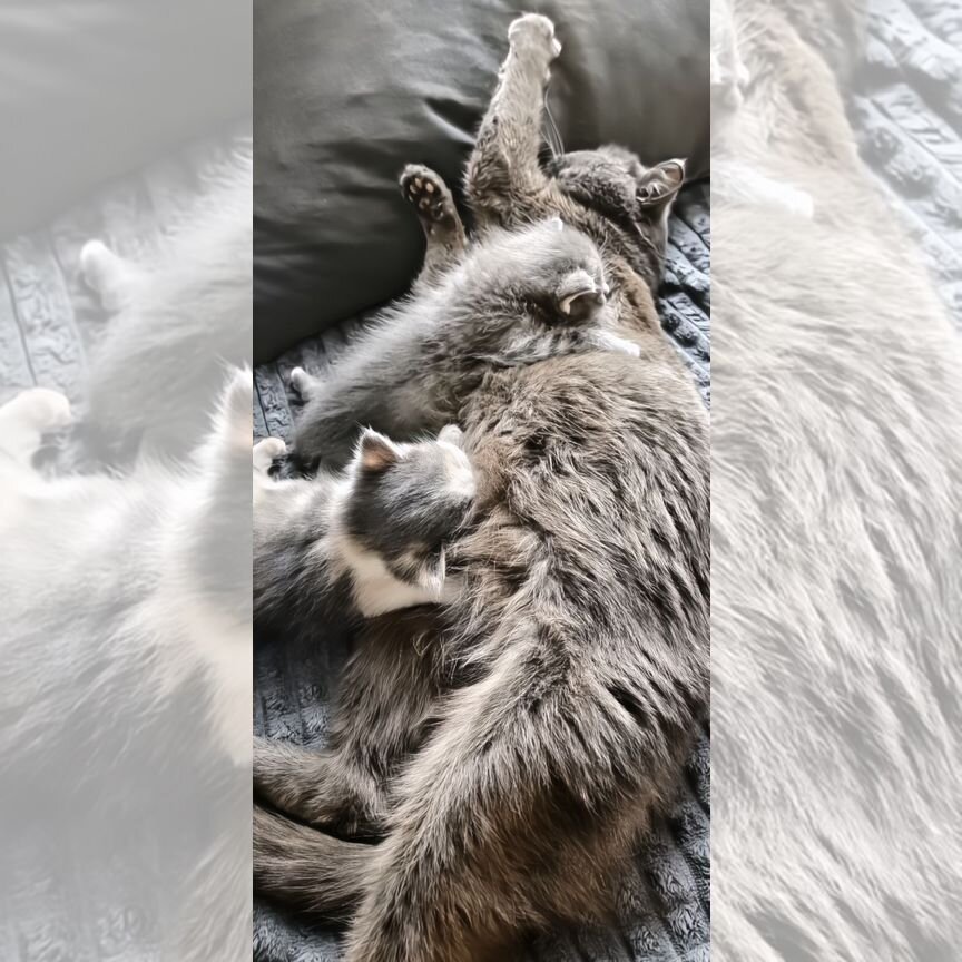 Котёнок в добрые руки