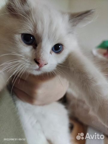 Кошки рэгдолл