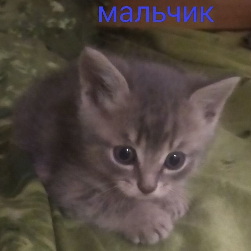 Шотландские котята
