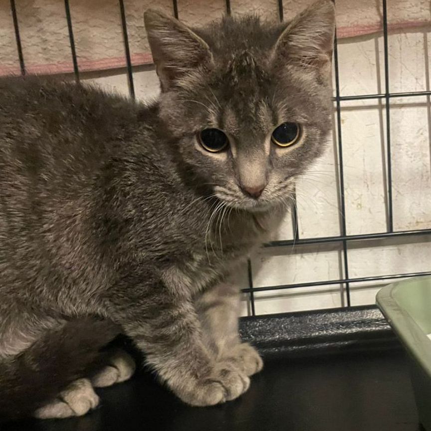 Котёнок от частного владельца