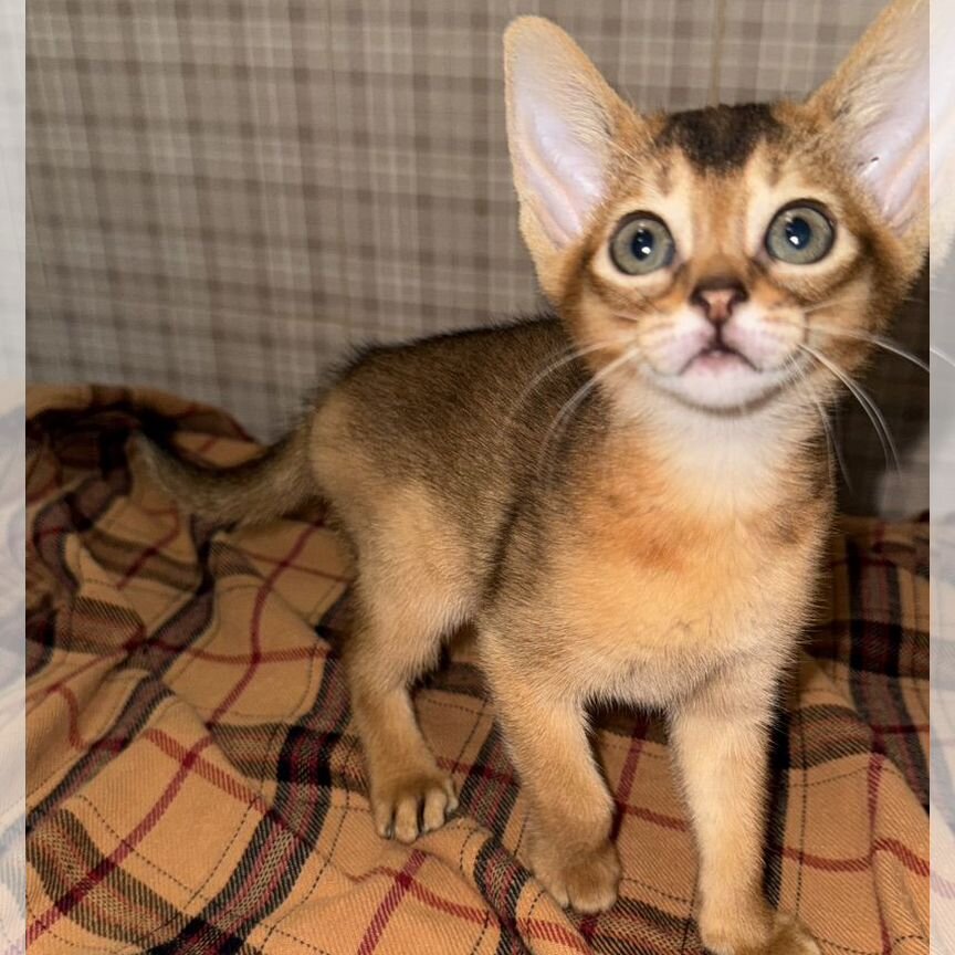 Абиссинские котята