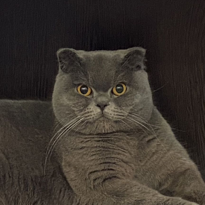 Кот вязка
