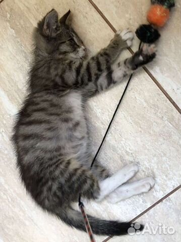 Кошка в дар бесплатно