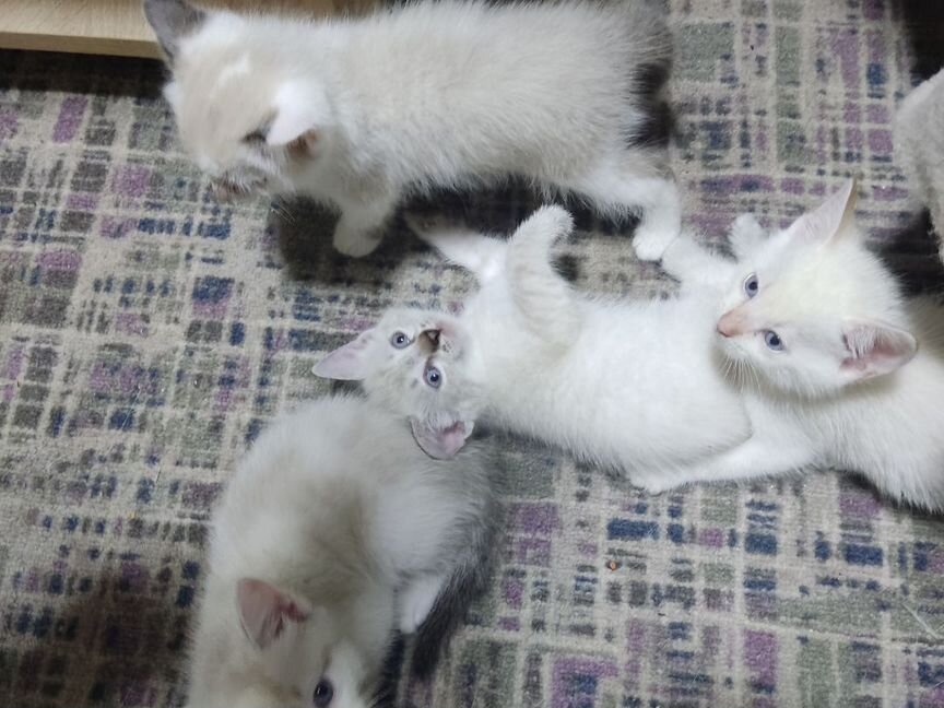 Кошка