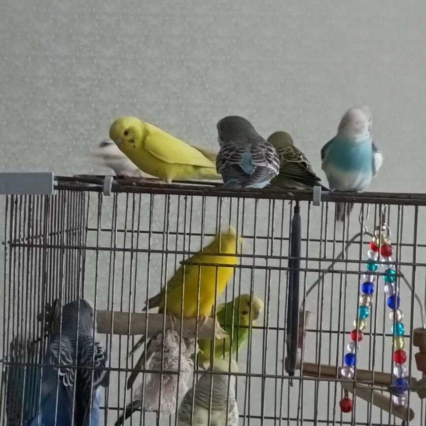 Птенцы волнистый попугай