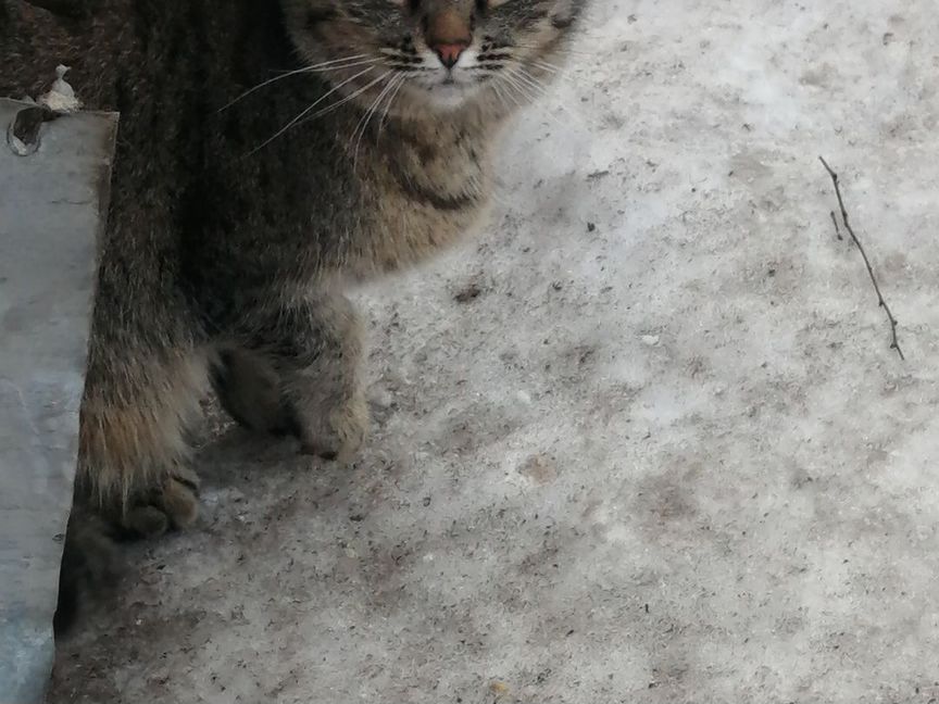 Кошка